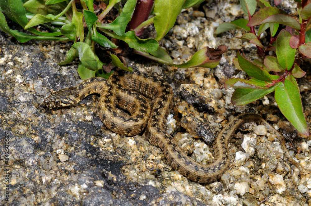 Foto de Vipernatter (Natrix maura) aus / Spanien - Viperine snake from ...