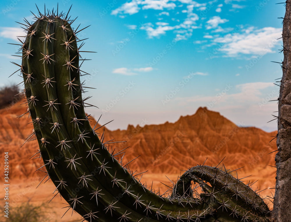 captus in a desert with blue sky, mountains and hot weather Stock Photo ...