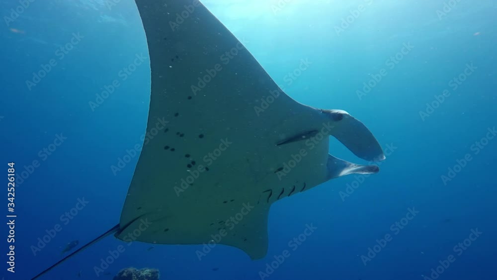 Amazing Manta Ray Gliding Through the Clear Blue Ocean Water in ...