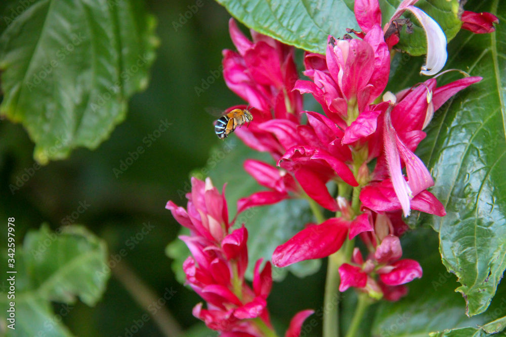 Amegilla australian native teddy bear bees Stock Photo | Adobe Stock