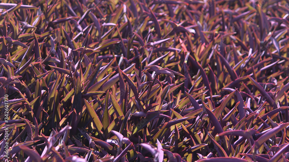 Purple queen being used as ground cover in a garden. Tradescantia ...