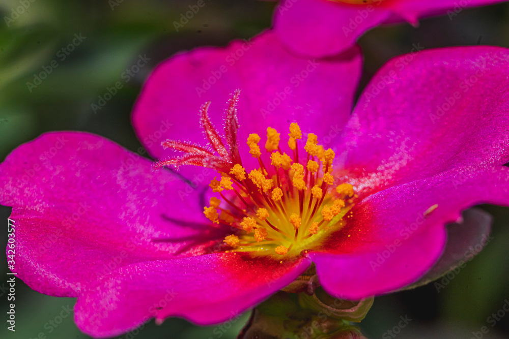 Macro shot of a portulaca flower showing the details of the spherical ...