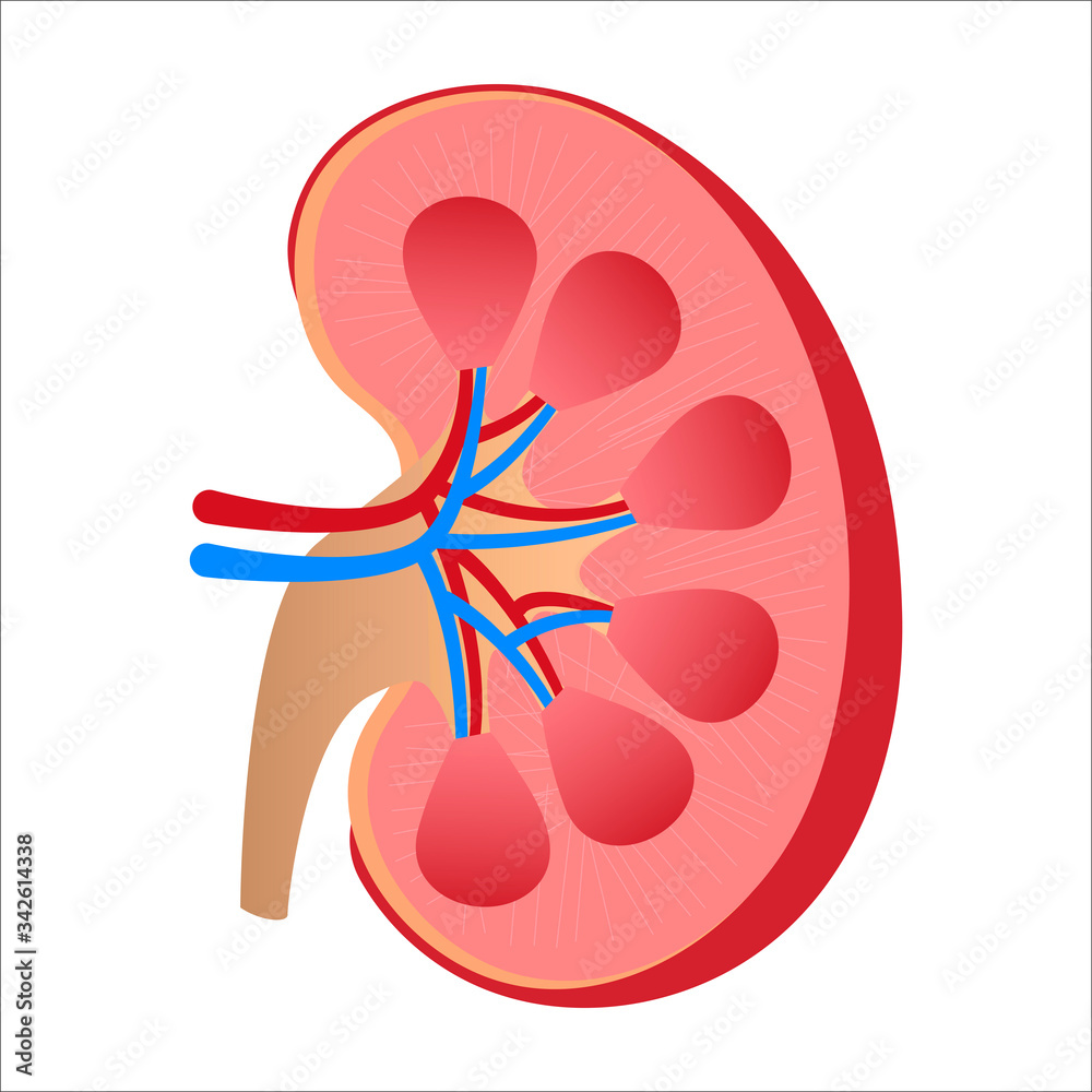 Anatomy of the kidney.Illustration about human physiology and science ...