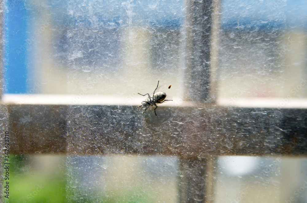 A fly climbing on the dusty window. It is sucking the drop of water and ...
