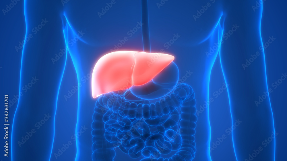 Liver a Part of Human Digestive System Anatomy X-ray 3D rendering Stock ...
