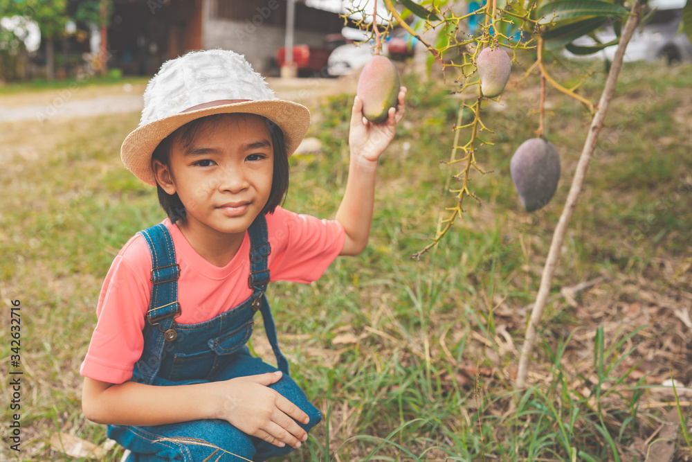 Kids holding mango fruit on tree in organic farm at home, happy Asian ...