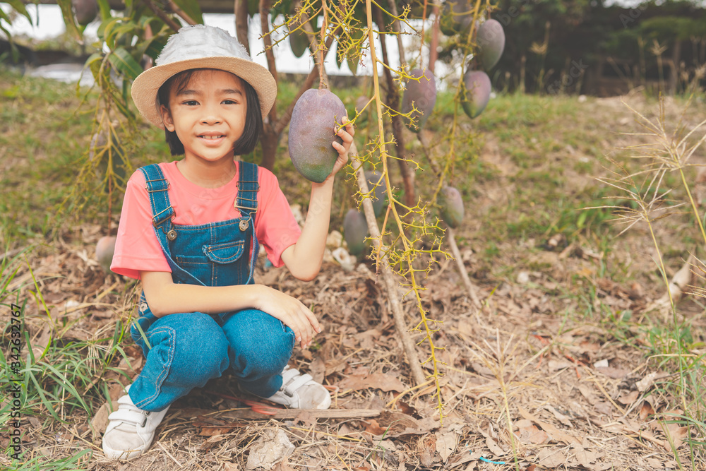 Kids holding mango fruit on tree in organic farm at home, happy Asian ...