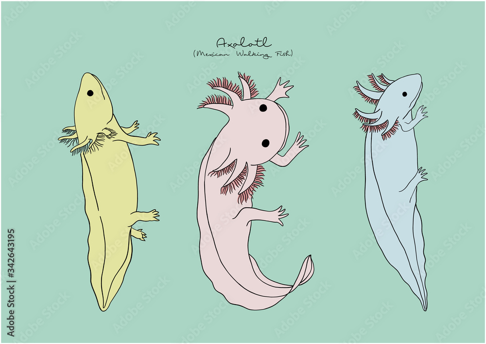 Vector Illustration of Axolotl, Mexican Walking Fish Stock Vector ...