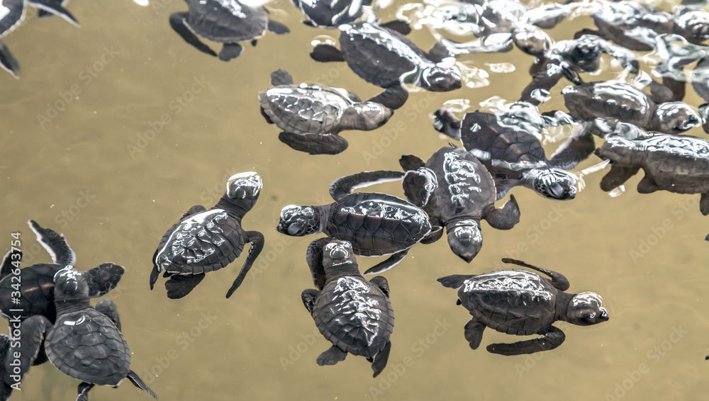Green Sea Turtle Portrait. background ecosystem Sri Lanka. Stock Photo ...