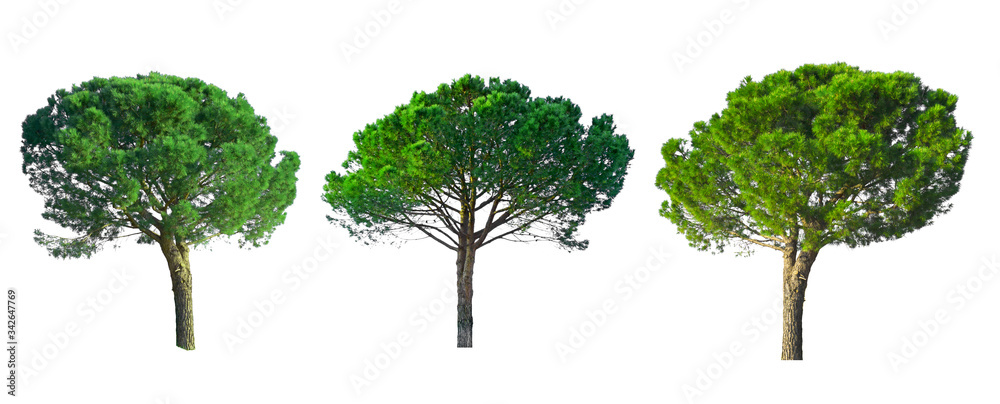 Set of Stone Pine trees collection isolated on white background with ...