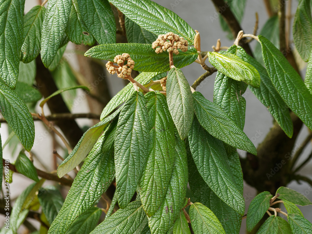 Viburnum rhytidophyllum - Leatherleaf viburnum with dark green veined ...