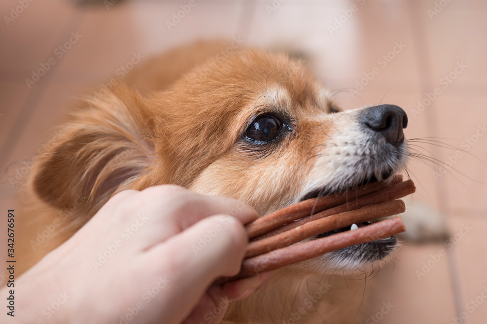 An image of adorable brown dog is biting chewy snack stick from owner ...