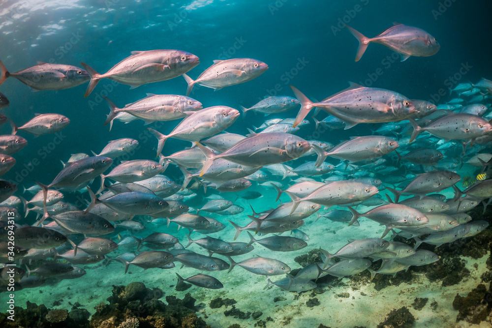 Silver pelagic fish swimming in unison in clear blue water Stock Photo ...