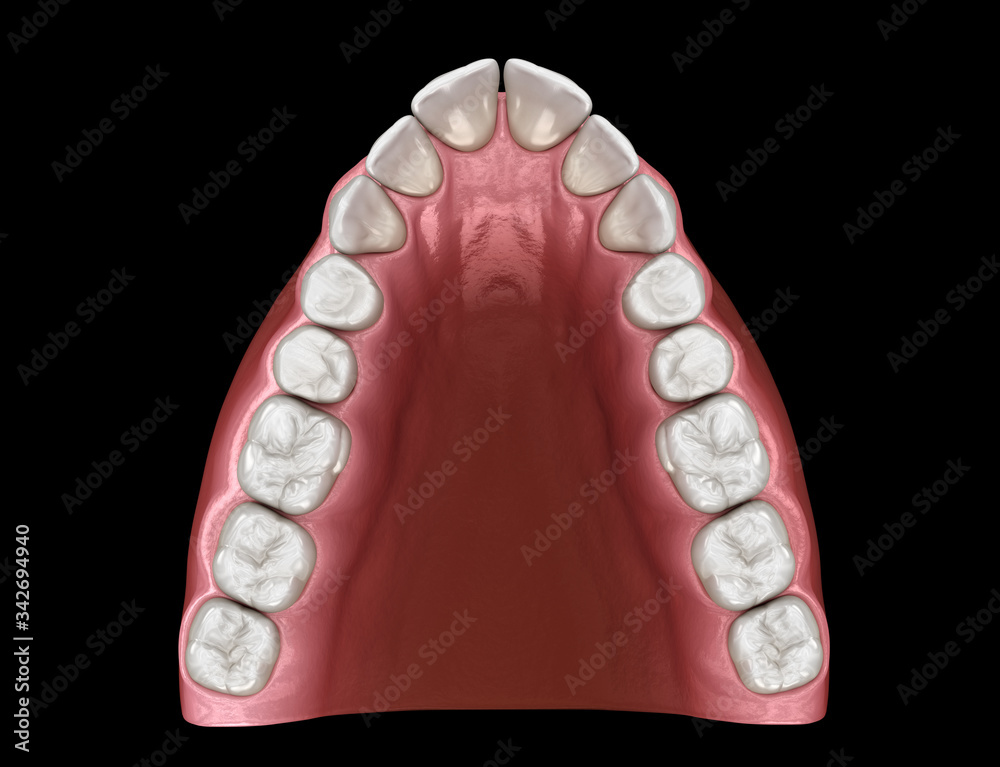 V-shape tapered arch form of maxilla. Medically accurate tooth 3D ...