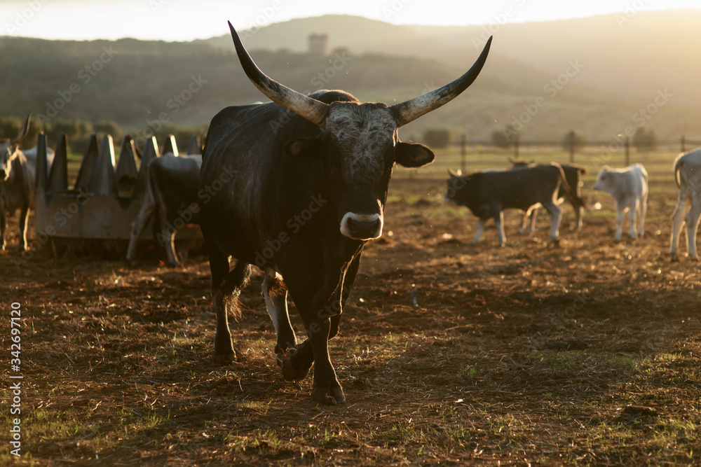 Agricultural Farm in Tuscany, Italy. Cows and horses in the corral ...