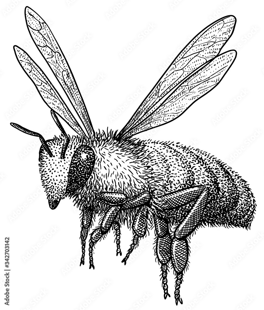 Flying bee illustration, drawing, engraving, ink, line art, vector ...