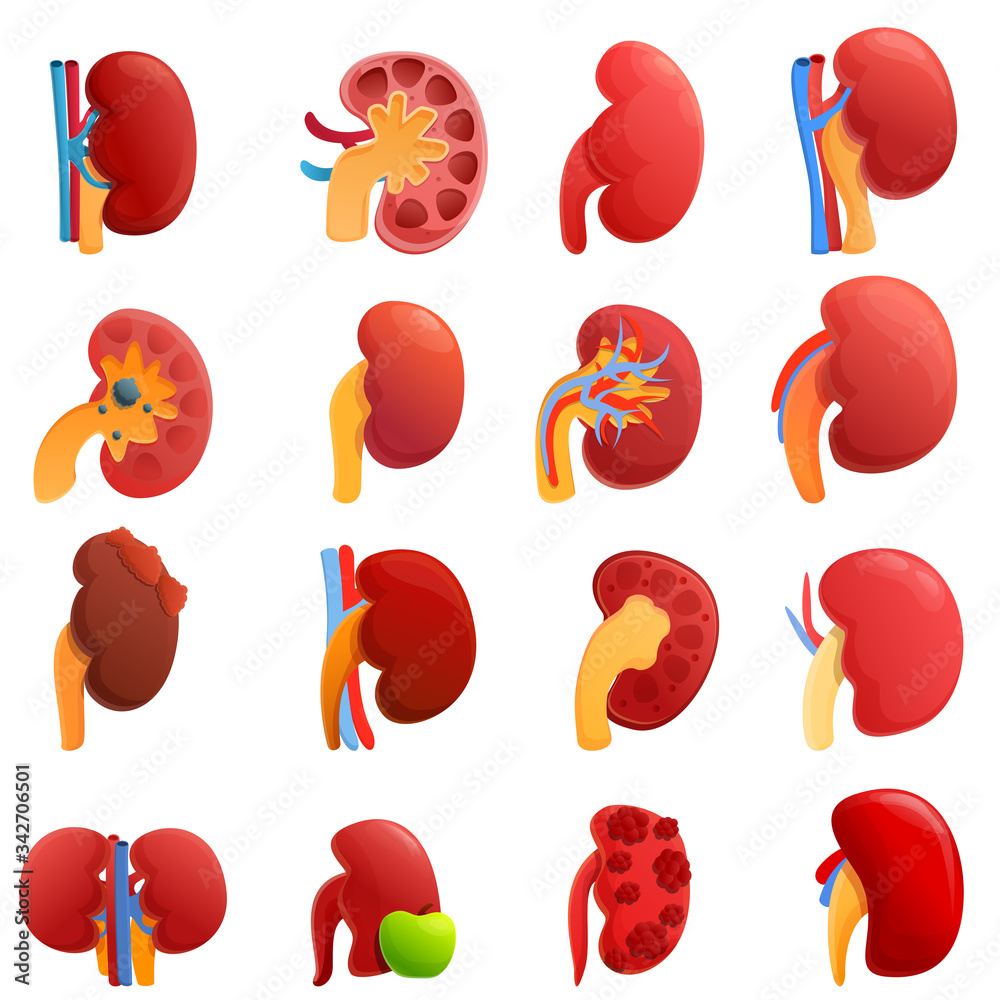 Kidney icons set. Cartoon set of kidney vector icons for web design ...