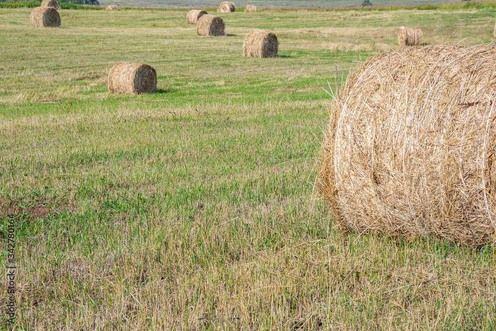 dry hay rolls for cattle feed, grass harvesting for cows, harvesting ...