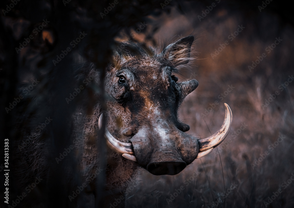 Warthog portrait Stock Photo | Adobe Stock
