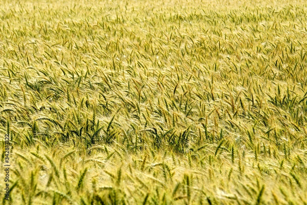 Background of cereal field, close up of cereal field. Tritikale cereal ...