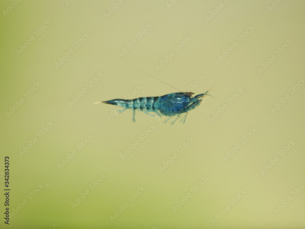 Garnele Neocaridina Blue Rili Stock Photo | Adobe Stock
