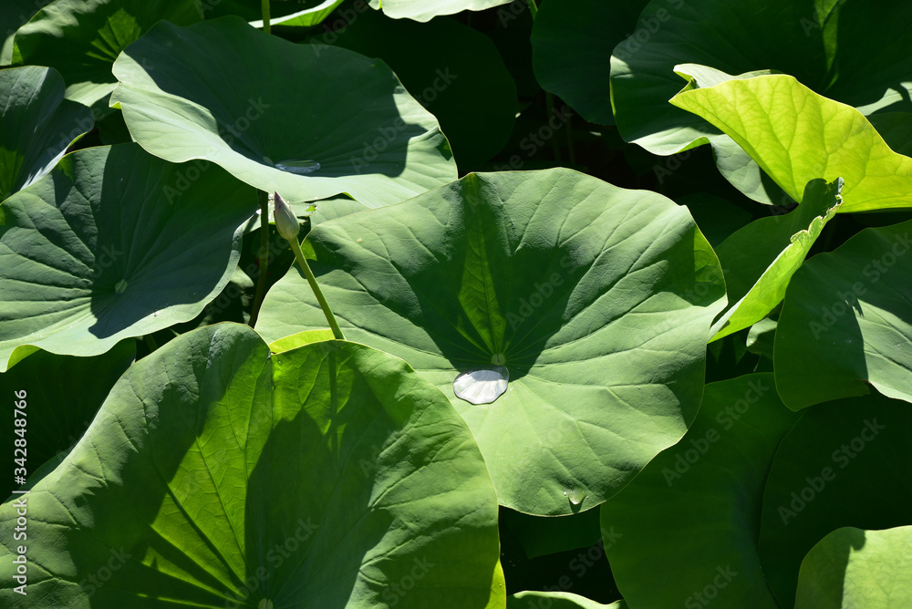 Feuilles de lotus en été Stock Photo | Adobe Stock