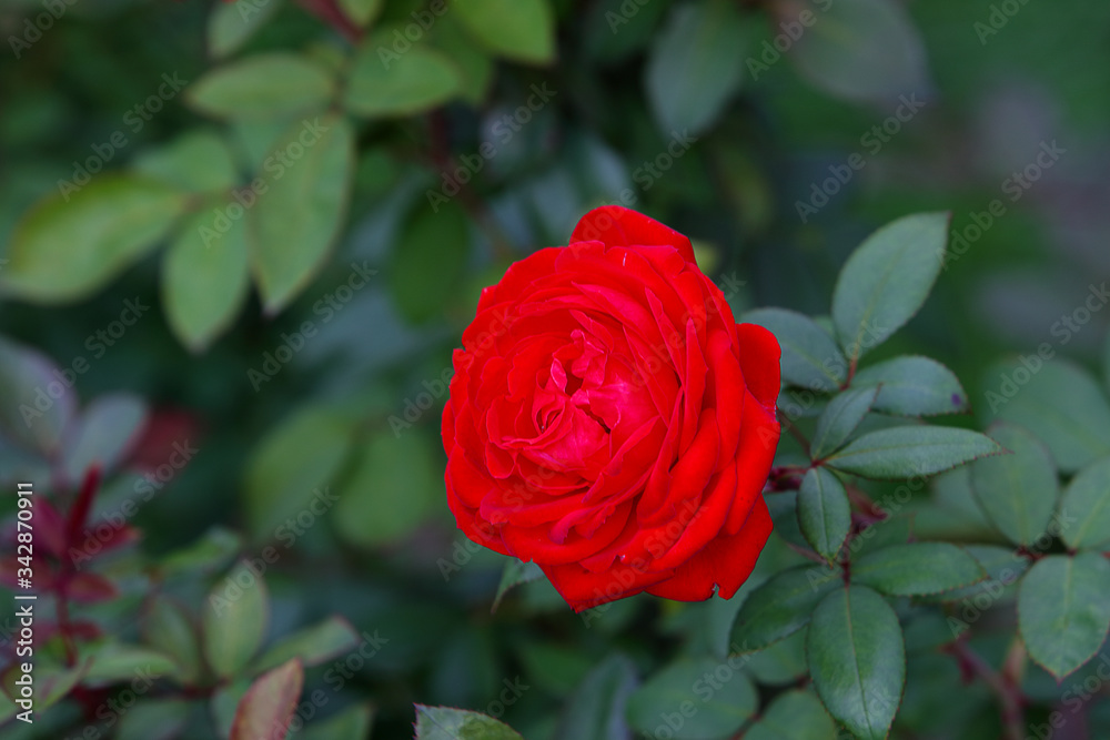 Deep red rose flower blooms on the bush, macro, blurred green ...