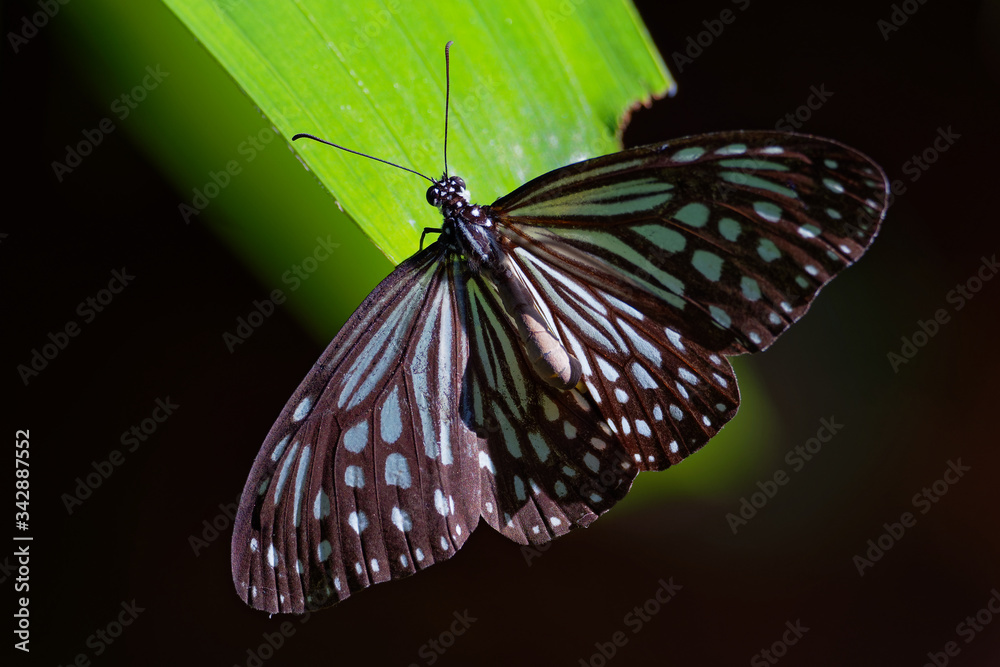 Dark Glassy Tiger - Parantica agleoides asian butterfly found in India ...