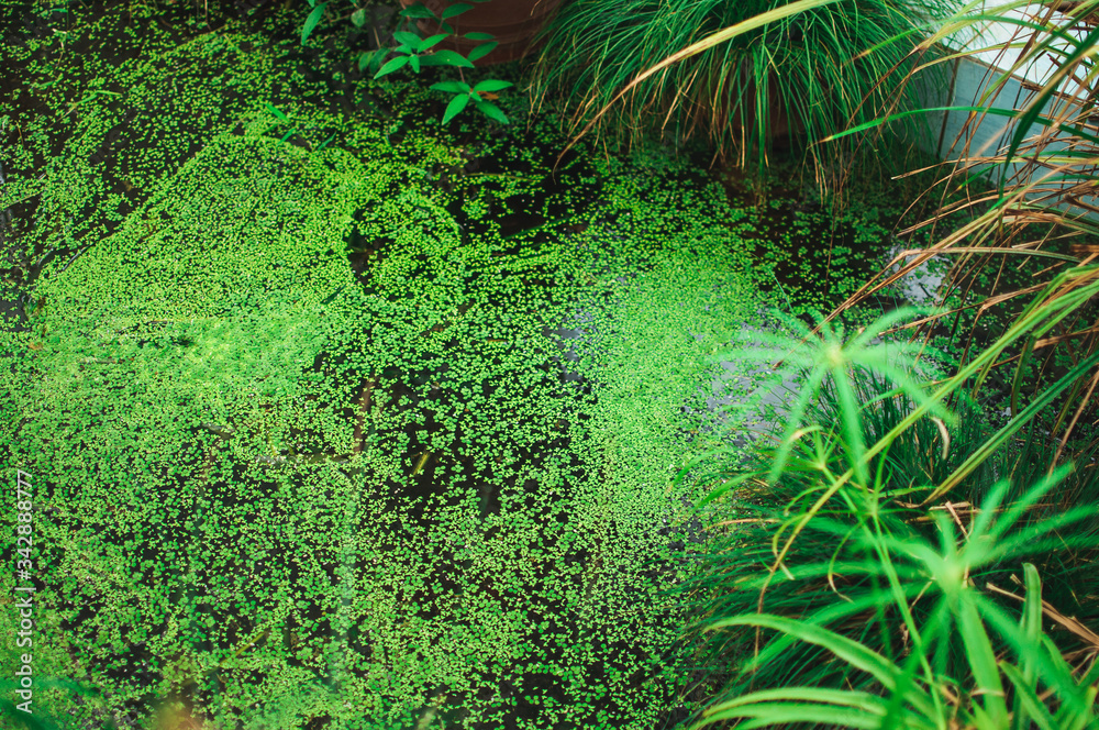 beautiful decorative fish swim in duckweed in an artificial pond in a ...