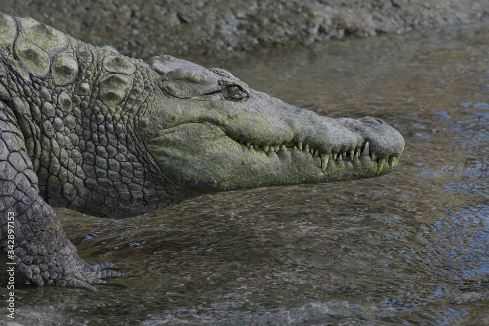 Crocodile in a natural park entering to river - Crocodylus niloticus ...