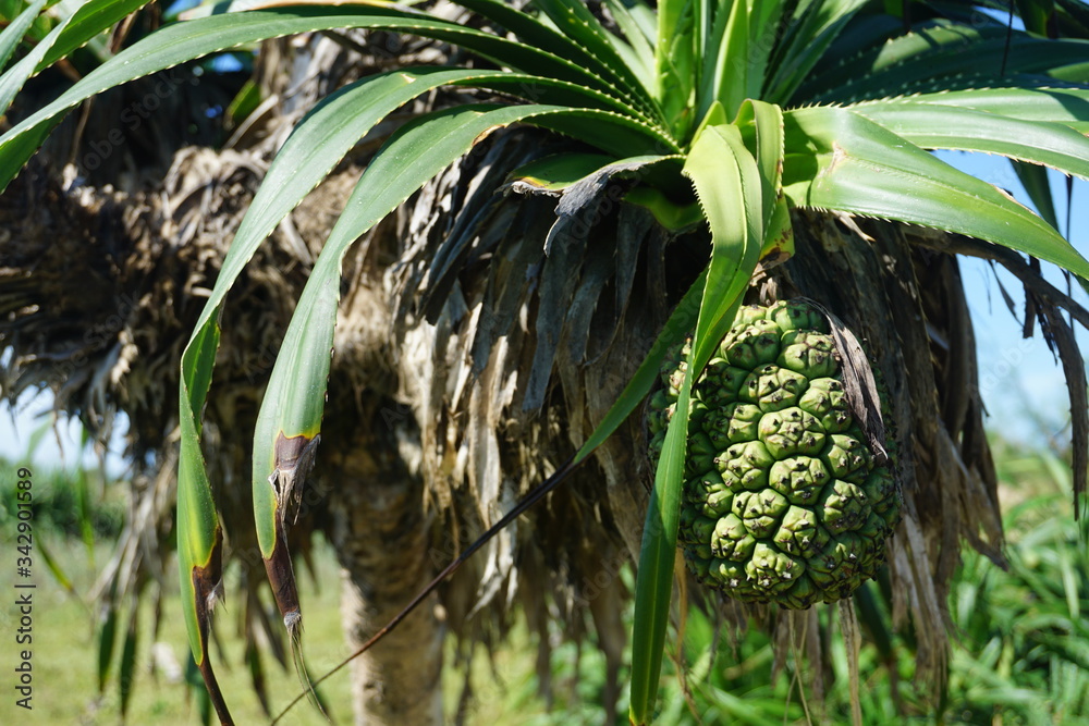 Exotic juicy sweet fruit Pandanus. Tropic food, Vietnam. Summer ...