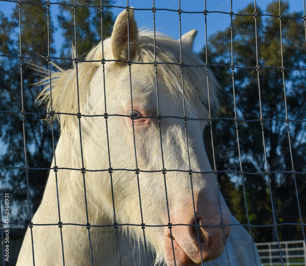 Beautiful albino white horse pony at ranch under clear bright blue ...