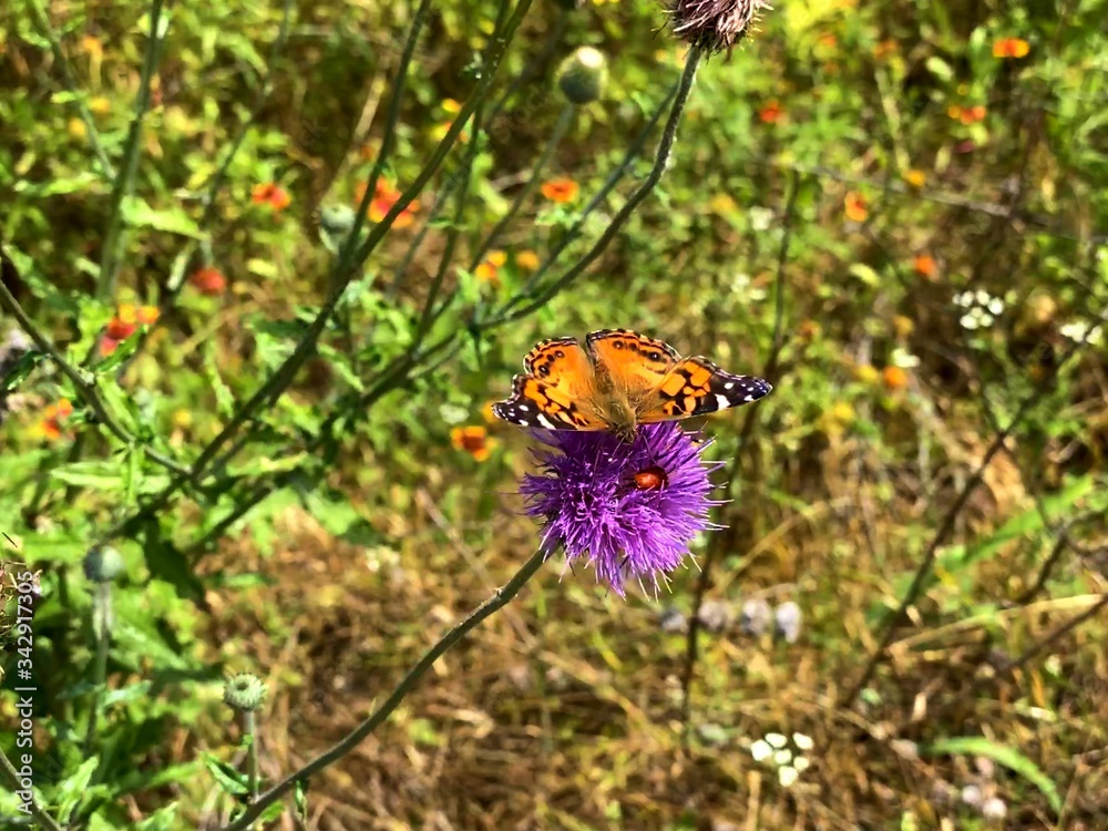 Butterfly closeup as the creature had landed on a new thistle blossom ...