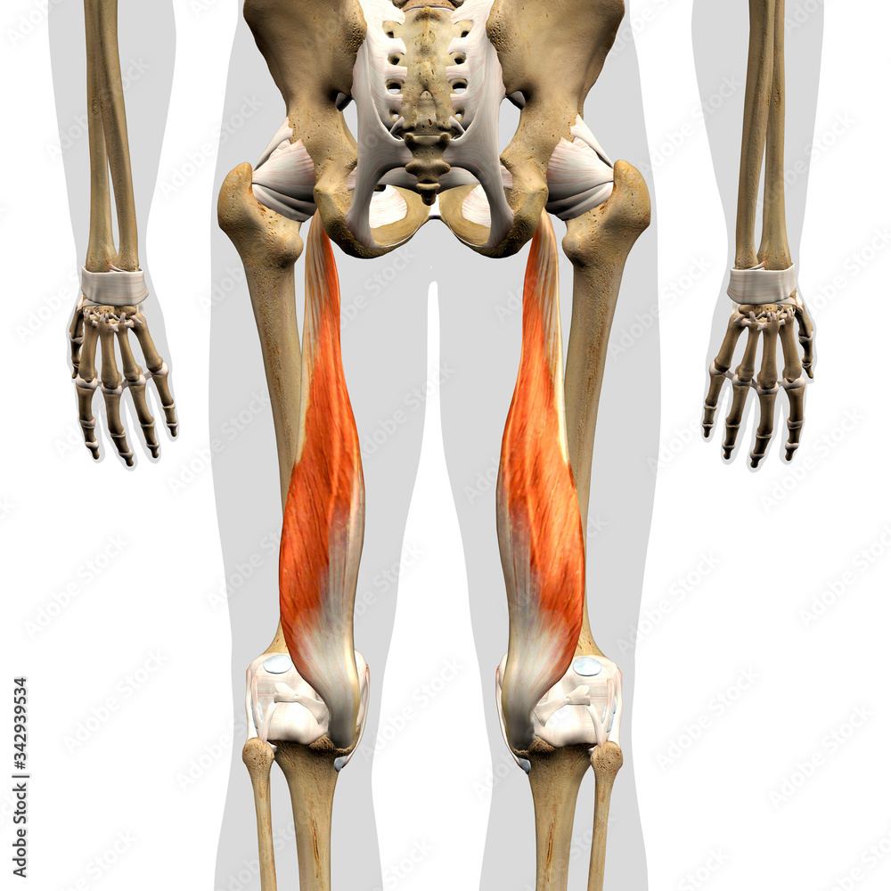 Semimembranosus Muscle in Isolation Rear View of Pelvis, Hip and Leg ...