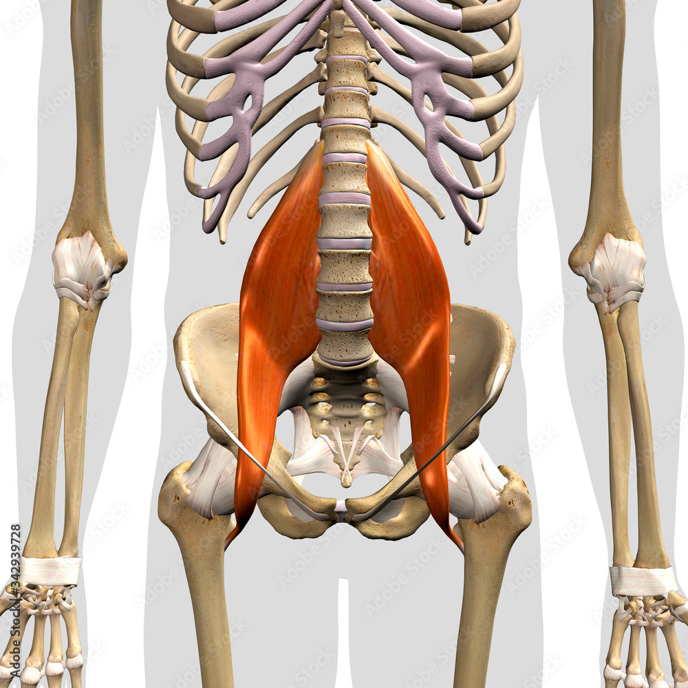 Poster Psoas Major Muscle in Isolation Front View of Pelvis, Hip and ...