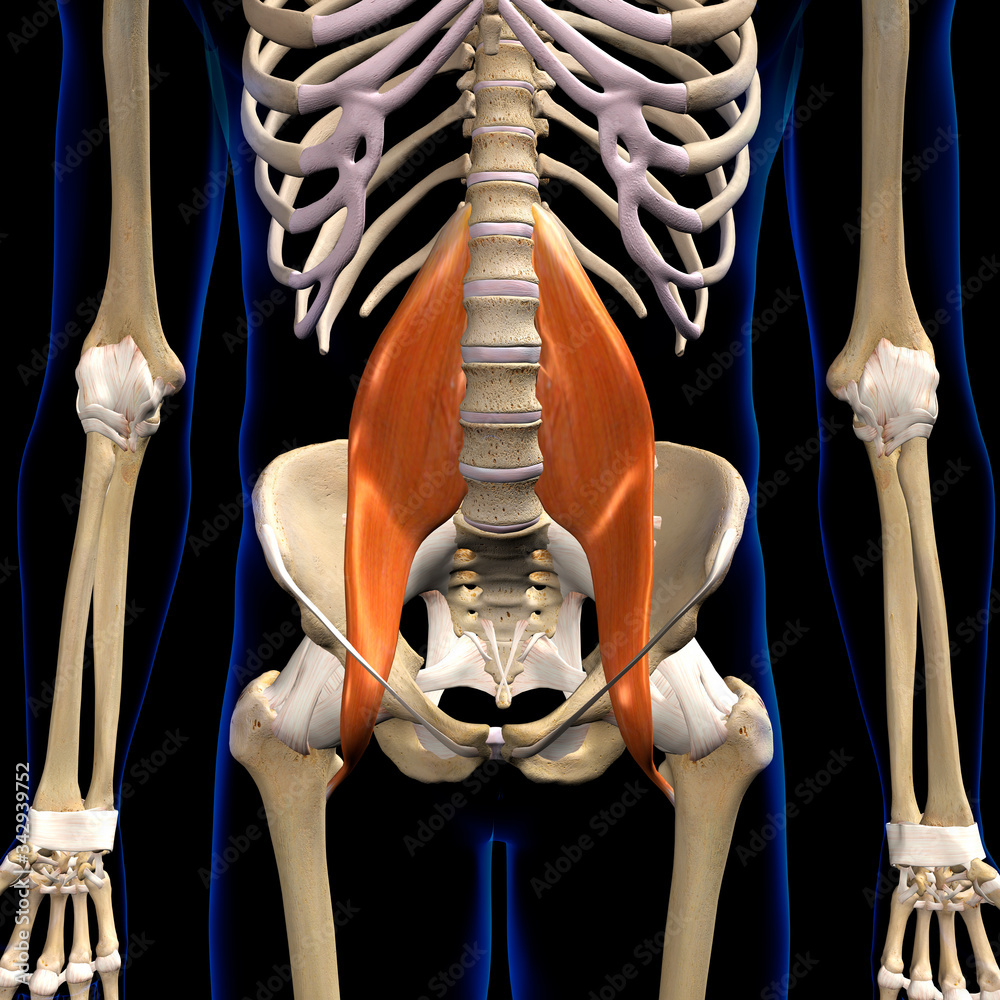 Psoas Major Muscle in Isolation Front View of Pelvis, Hip and Thoracic ...