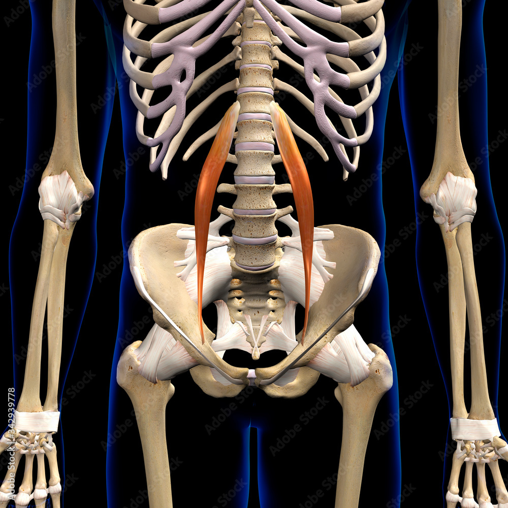 Psoas Minor Muscle in Isolation Front View of Pelvis, Hip and Thoracic ...