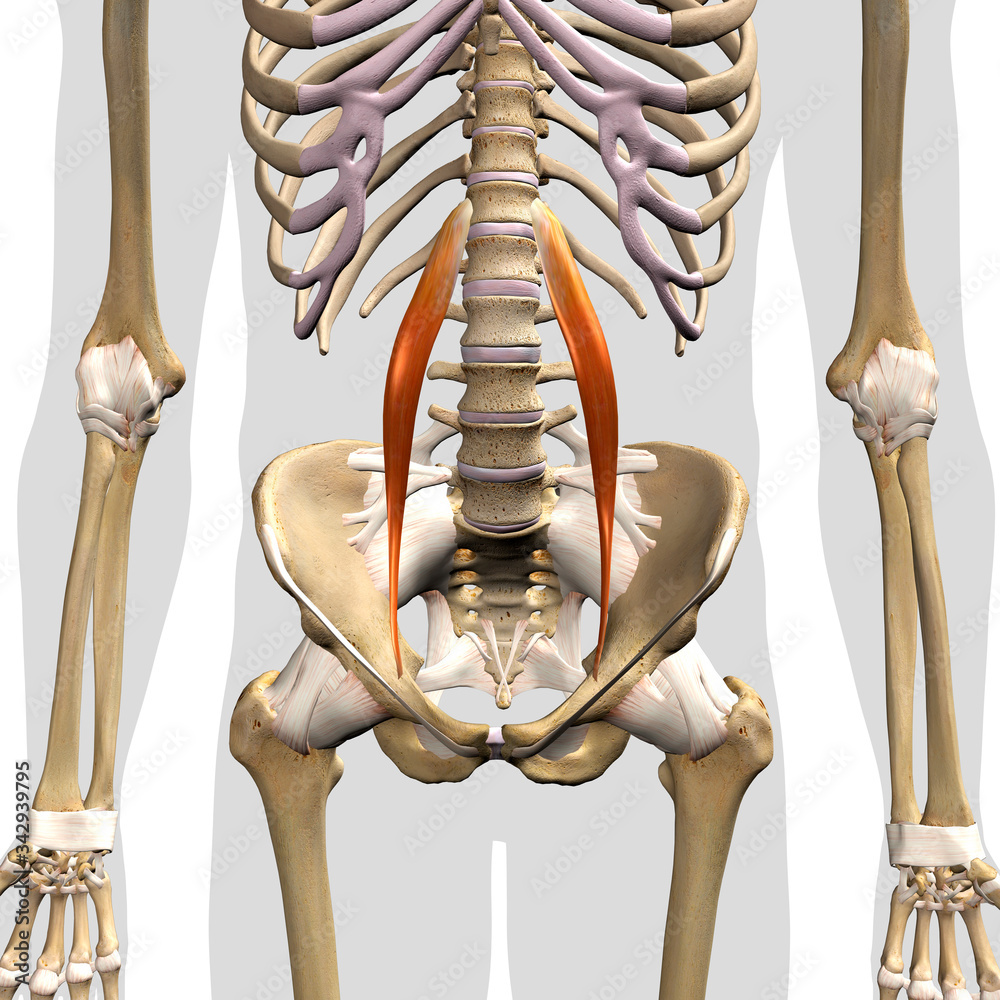 Psoas Minor Muscle in Isolation Front View of Pelvis, Hip and Thoracic ...