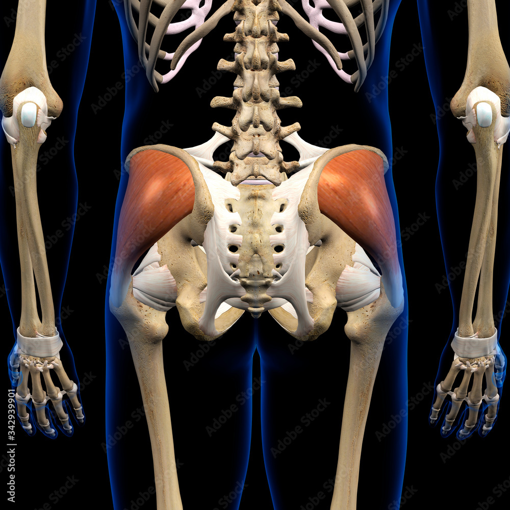 Gluteus Medius Muscle in Isolation Rear View of Pelvis, Hip and Leg ...