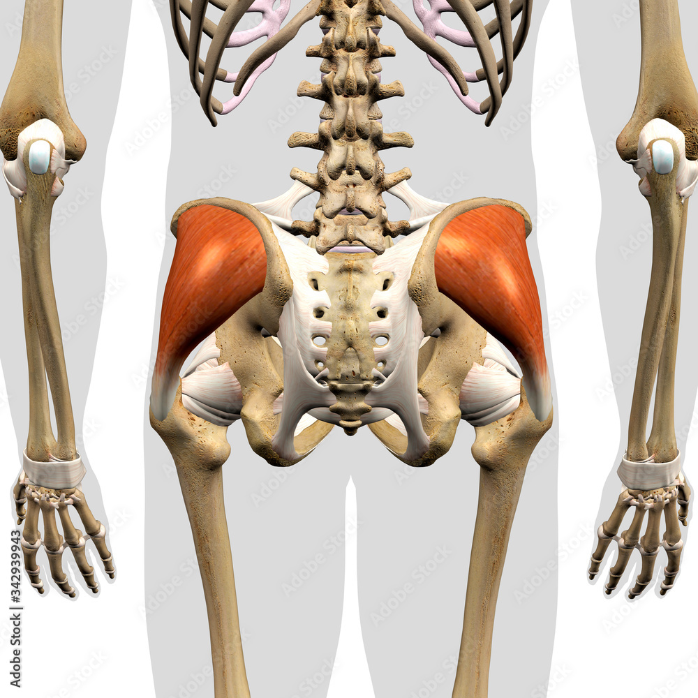 Gluteus Medius Muscle in Isolation Rear View of Pelvis, Hip and Leg ...