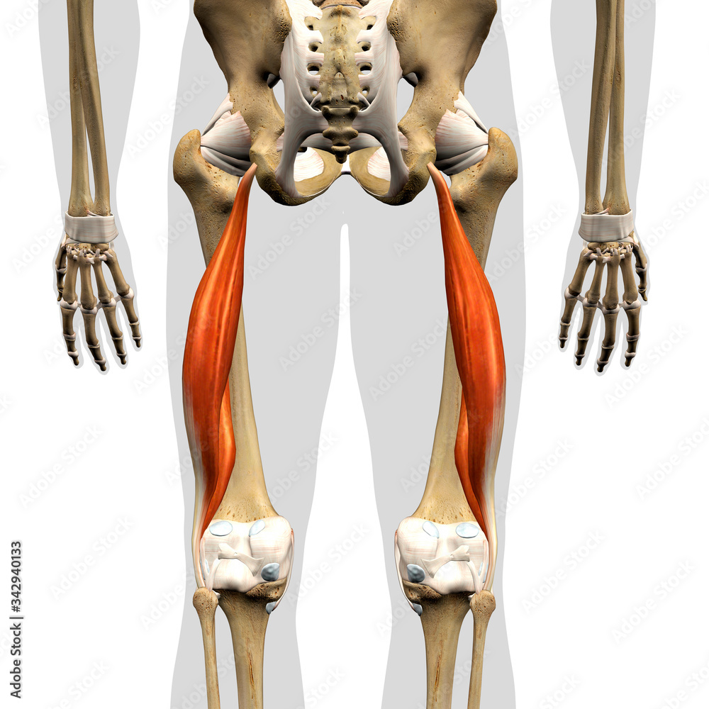 Biceps Femoris Muscle in Isolation Rear View of Pelvis, Hip and Leg ...