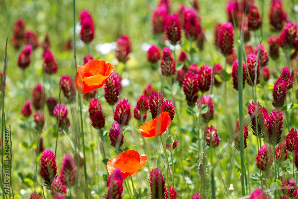 Campo di fiori colorati in un prato in campagna. Natura incontaminata e ...