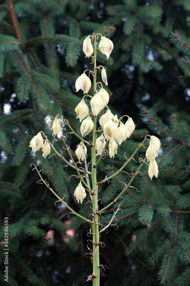 Single branch of Yucca perennial shrub with large terminal panicles of ...