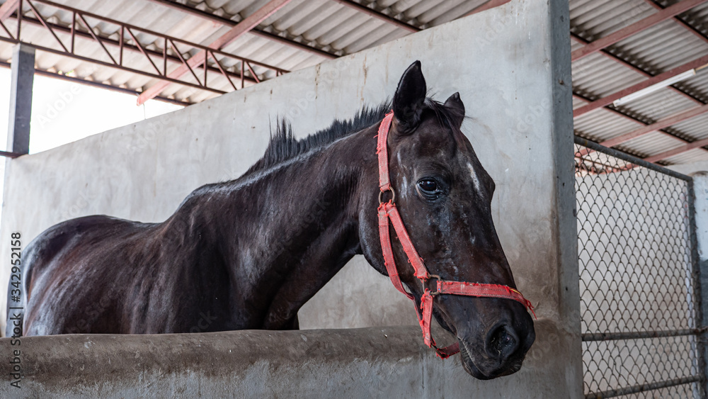 Horse infected African horses sickness virus are confined to the farm ...