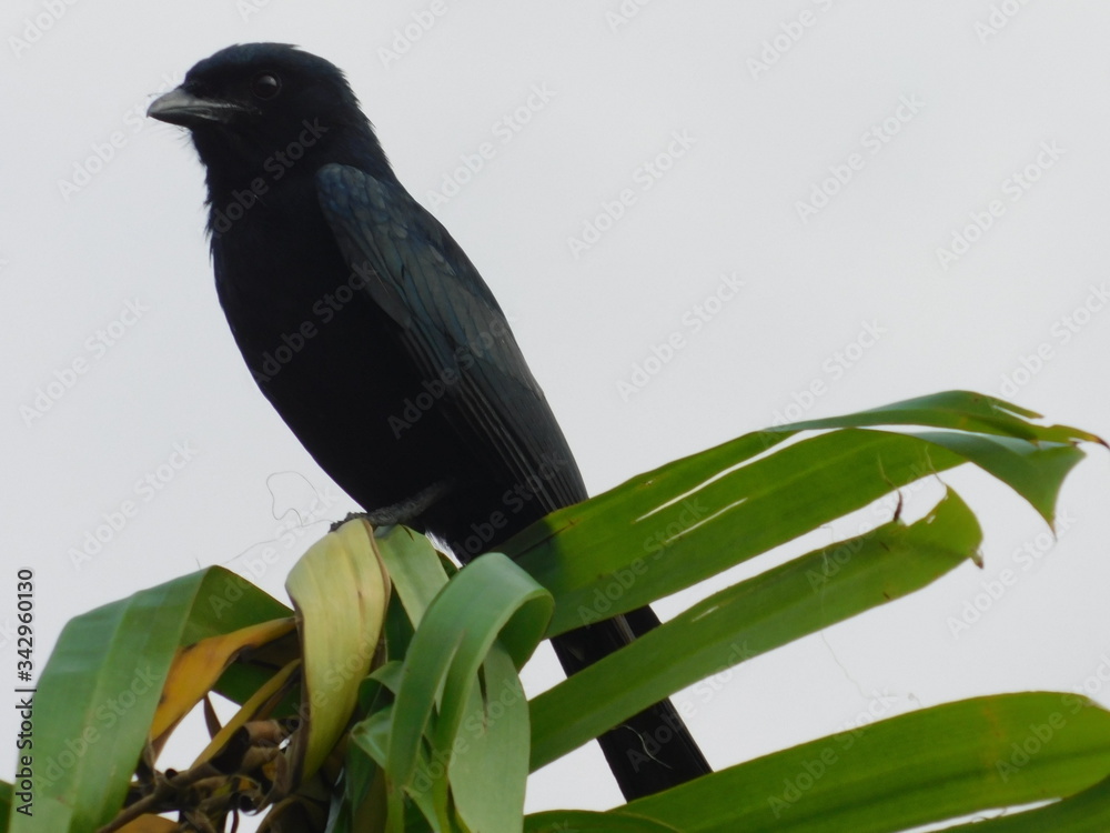 asian koel, cuckoo, koyal,eudynamys, pacificoel, indian koyel Stock ...