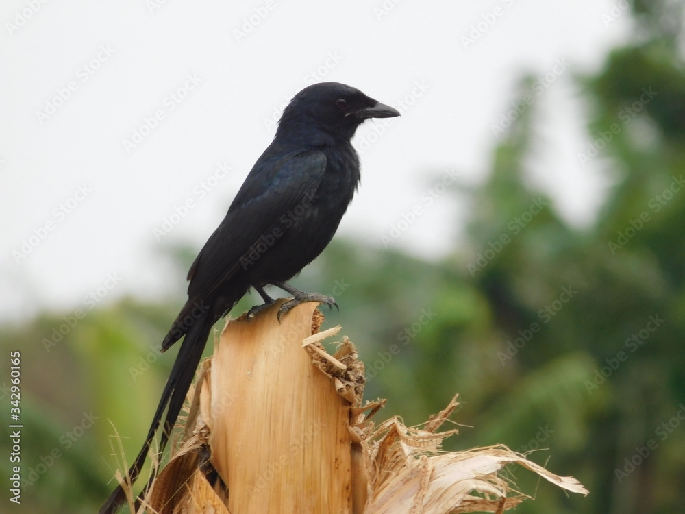 asian koel, cuckoo, koyal,eudynamys, pacificoel, indian koyel Stock ...