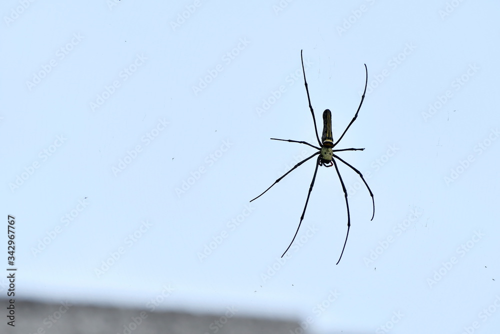 Nephila pilipes, the giant Golden Globe spider, Nephila maculata, is a ...