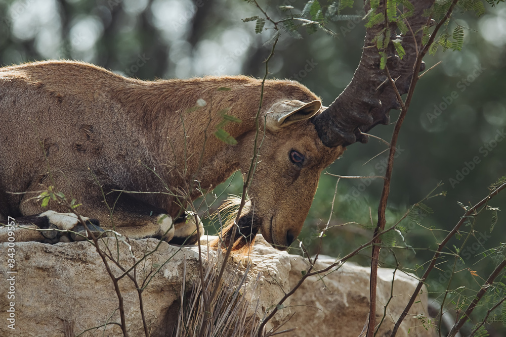 The Nubian ibex is a desert-dwelling goat species found in mountainous ...