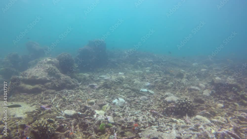 Coral bleaching. Dead corals on reef. Climate change, global warming ...