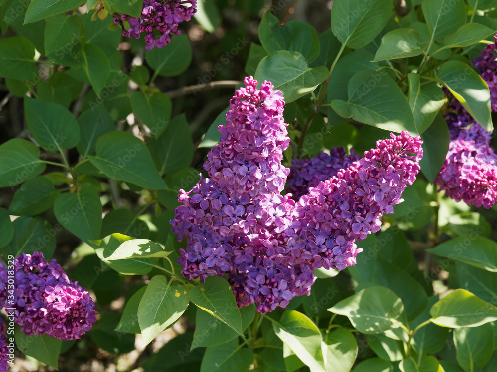 Lilas commun (Syringa vulgaris) aux thyrses de fleurettes simples ou ...